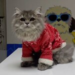 İsvet Veteriner Kliniği (Karaman, Karaman Merkez , Külhan Mah., 21. Sok., 3), veteriner klinikleri  Karaman'dan