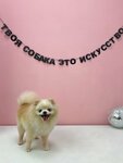 Be Love Dog (Sakko Lane No:1), evcil hayvan kuaförleri  Tomsk'tan