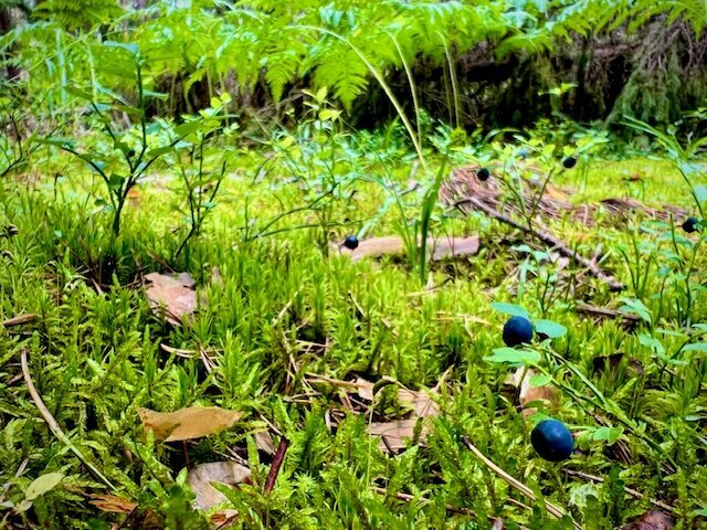 Orman Бор-брусничник, бор ландышево-орляковый, Kalujskaya oblastı, foto