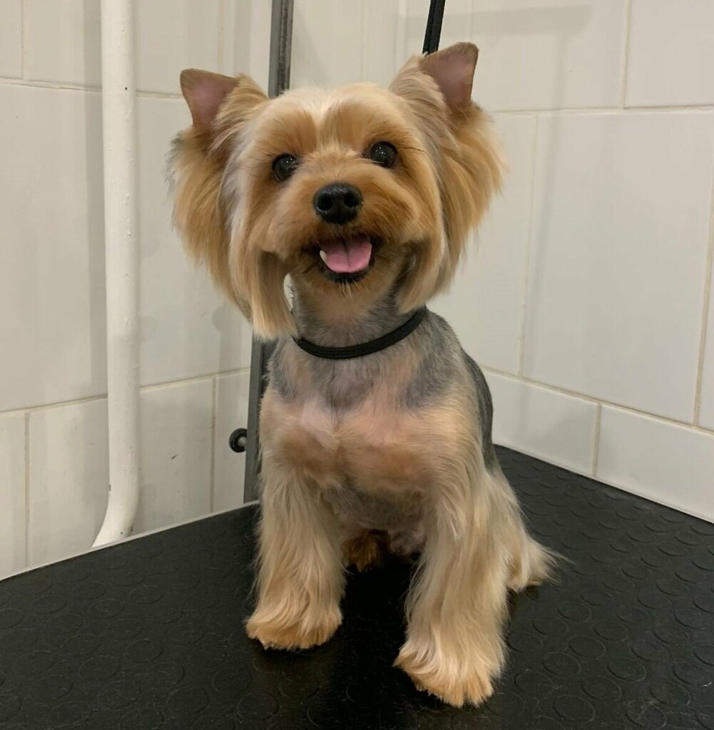 Evcil hayvan kuaförleri Алис, Tobolsk, foto