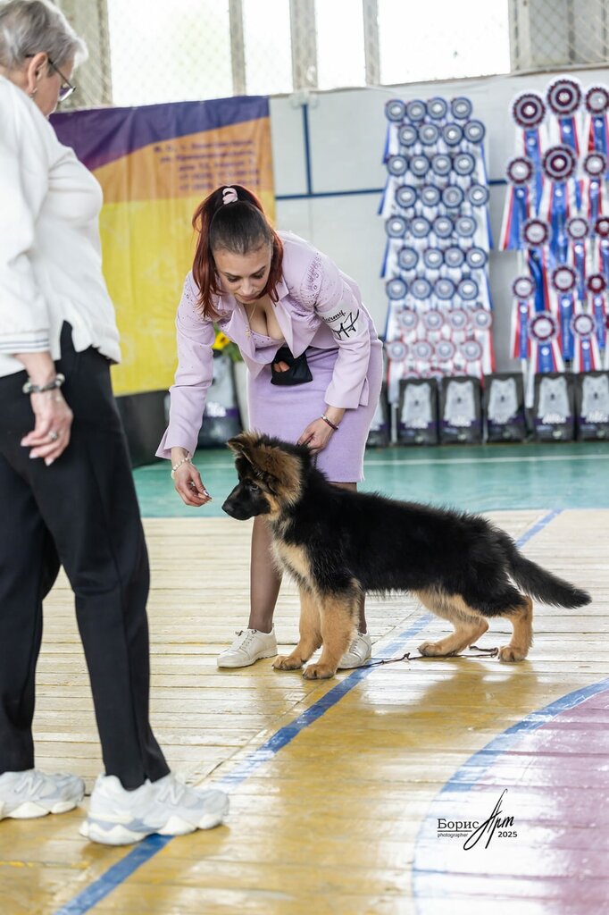 Evcil hayvan yetiştiricileri Питомник немецких овчарок фон Вишенхофф, Moskova ve Moskovskaya oblastı, foto