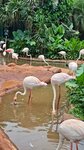 Чай у Олега (Hainan Province, Sanya city, Dadunkhay), çay mağazaları  Sanya'dan