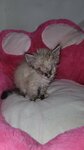 Ветстанция по борьбе с болезнями животных (ulitsa Kalinina No:40А), veteriner klinikleri  Şçigry'den
