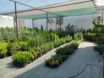 Расти шишка (25 Let October Street No:1с225), fidan yetiştiriciliği  Volgograd'dan