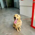 Veteriner Hekim Mustafa Yanık (Manisa, Şehzadeler, Şehitler Mah., Şehitler Sok., 7/A), veteriner klinikleri  Manisa'dan