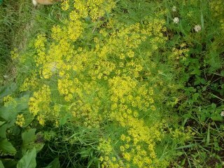 Dağ zirvesi Челпан Яг, Permski krayı, foto