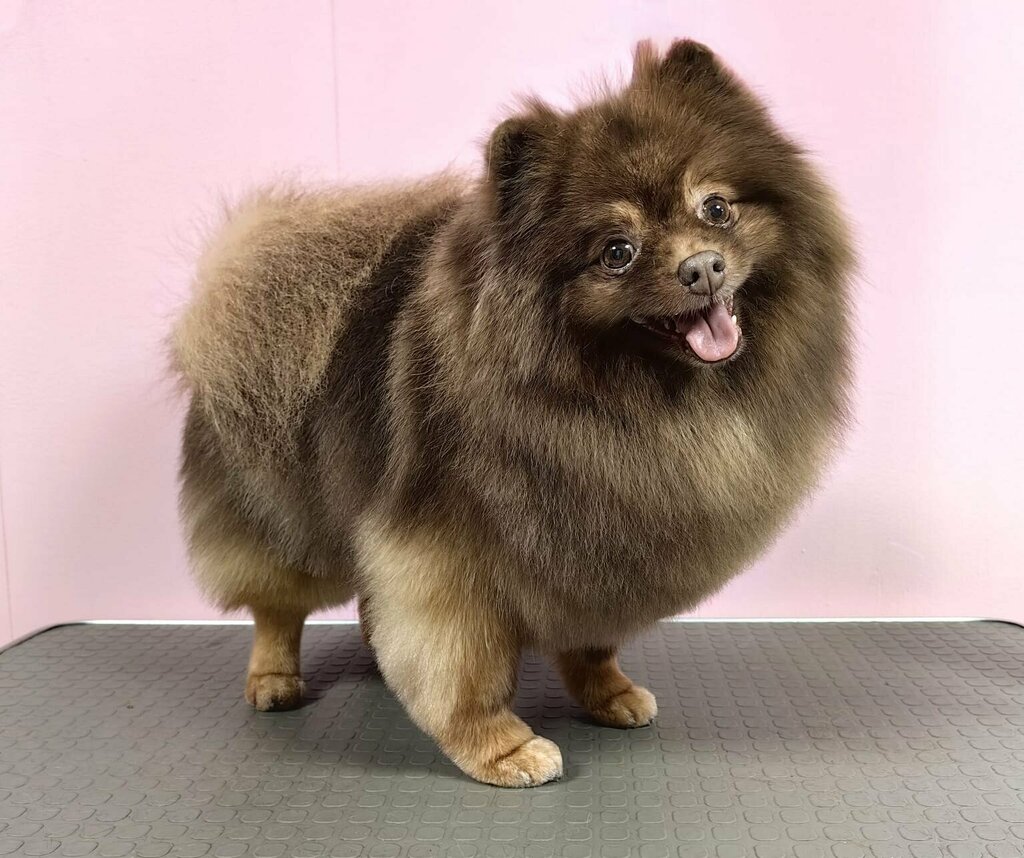 Evcil hayvan kuaförleri Dingo grooming, Krasnoye Selo, foto