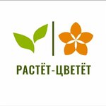 Растет Цветет (Nikitinskaya Street No:42), çiçekçiler  Voronej'den