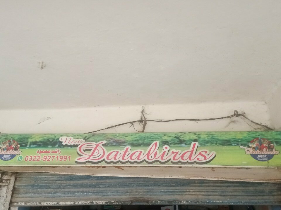 Petshop Data birds, Rawalpindi, foto