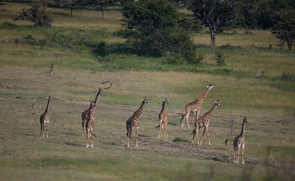 Otel Elewana Serengeti Migration Camp, Dünya, foto