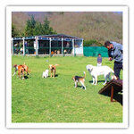 Dino Köpek Oteli (İstanbul, Şile, Satmazlı Mah., Aydın Cad., 51), pet otel  Şile'den