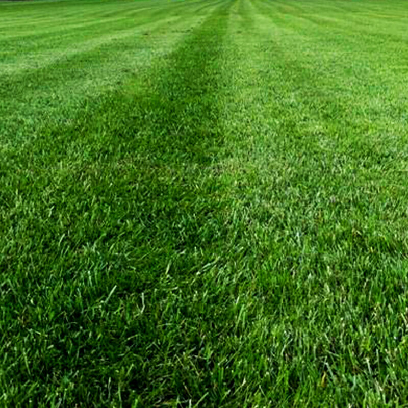 Peyzaj tasarımı Зелёная территория, Krasnodar, foto