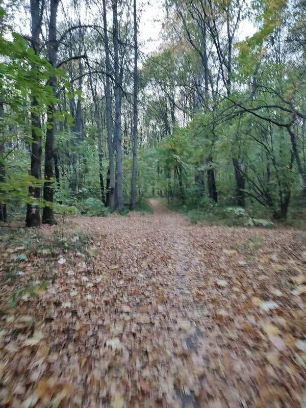 Orman Roshcha Forest, Mordovya, foto