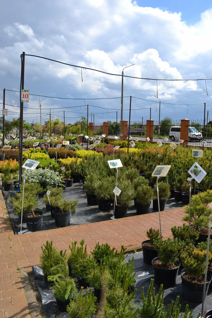 Fidan yetiştiriciliği Pihta.by, Gomelskaya oblastı, foto