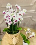 Sevgi Dili Florist (Antalya, Kumluca, Meydan Mah., Üniversite Sok.), çiçekçiler  Kumluca'dan