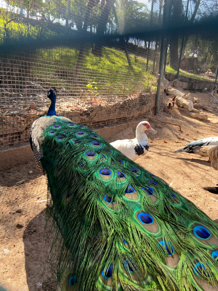 Hayvanat bahçeleri La Vallée Des Oiseaux, Agadir, foto