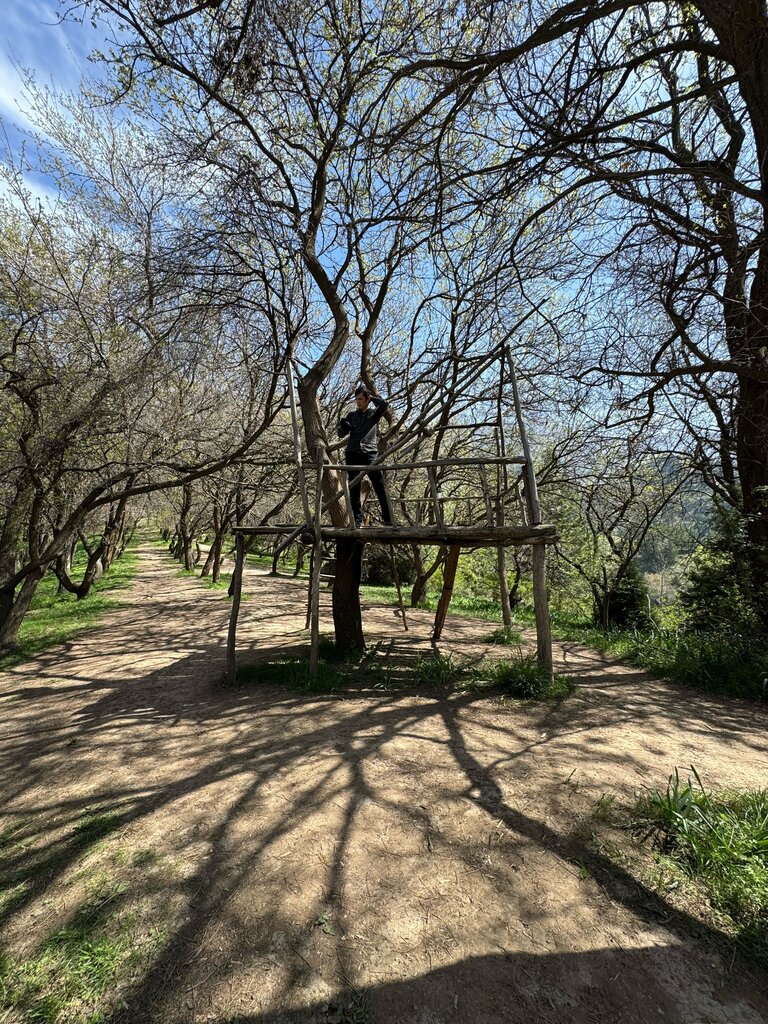 Turistik yerler Tree house, Taşkent eyaleti, foto