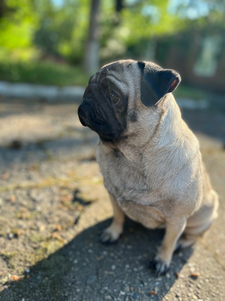 Evcil hayvan kuaförleri Маркиз, Korenovsk, foto