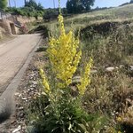 Dulkadiroğlu Mahalle Muhtarlığı (Dulkadiroğlu Mah. Bani Cad. Muhtarlık Parkı Dulkadiroğlu Kahramanmaraş), muhtarlıklar  Kahramanmaraş'tan