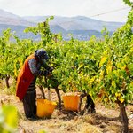 B-Bak Gıda (Ankara, Kalecik, Gümüşpınar Mah., Çengeller Yazısı Mevki Kümeevler, 1), şarap ve içki toptan satışları  Kalecik'ten