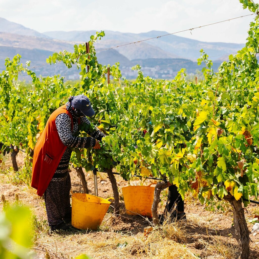 Şarap ve içki toptan satışları B-Bak Gıda, Kalecik, foto