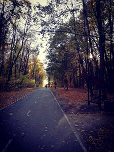 Городская роща (Tula Region, Yefremov, Gorodskaya roshcha), orman  Yefremov'dan