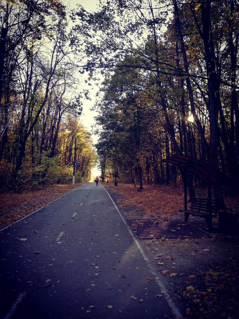 Orman Городская роща, Yefremov, foto