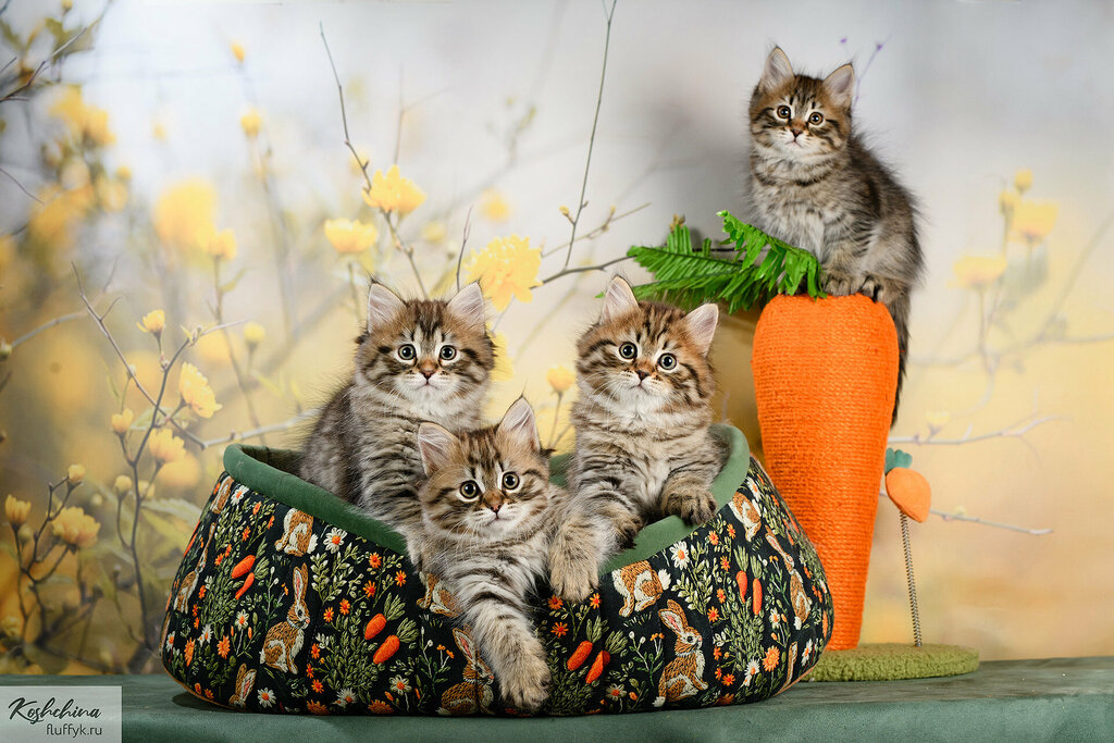 Evcil hayvan yetiştiricileri Хохлома Питомник Сибирских кошек, Moskova, foto