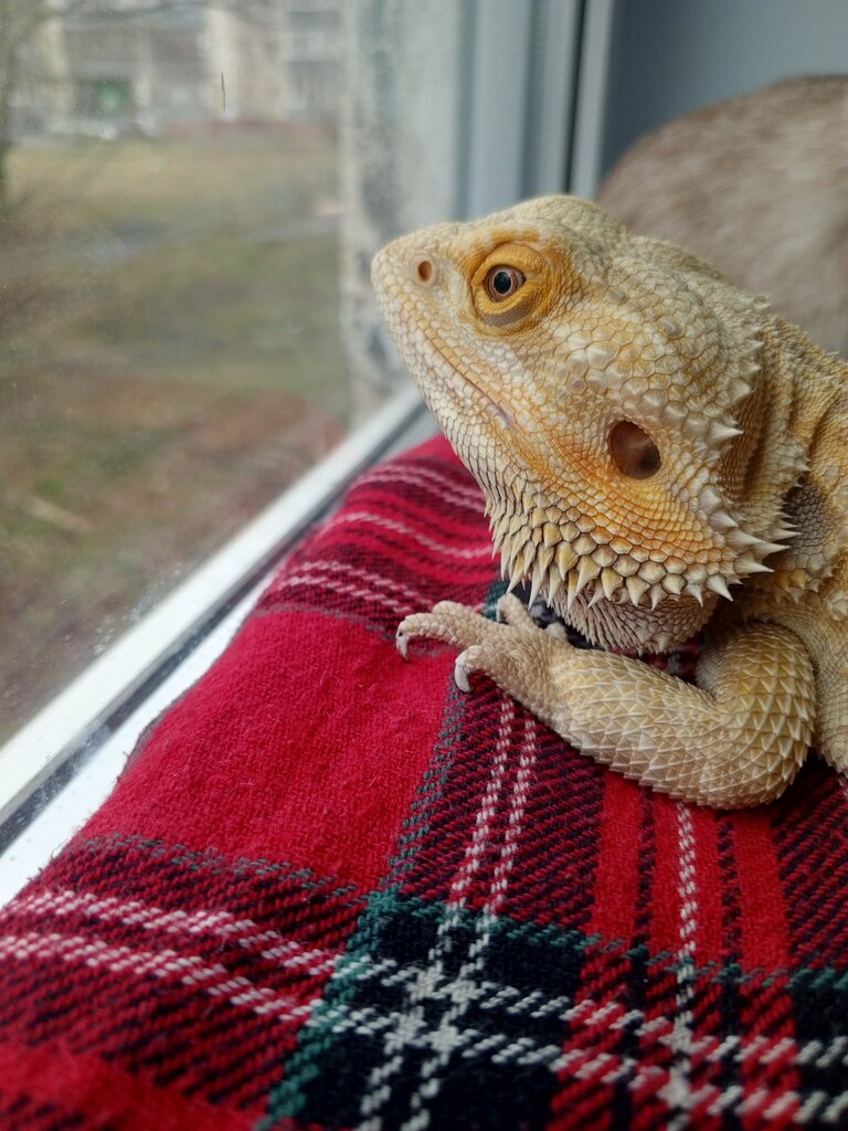 Orman Крутой лес, Lipetskaya oblastı, foto