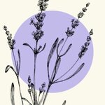 Лаванда (улица Бедненко No:29/46, село Рыбачье), konuk evi  Kırım Cumhuriyeti'nden