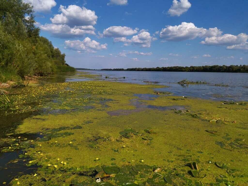 Plaj Пляж, Riazanskaya oblastı, foto