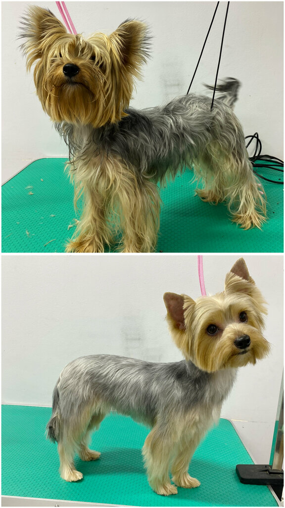 Evcil hayvan kuaförleri Stitch, Almatı, foto