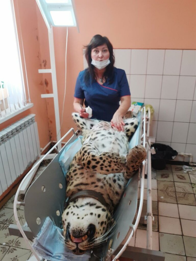 Veteriner klinikleri Кот Баюн, Kineşma, foto