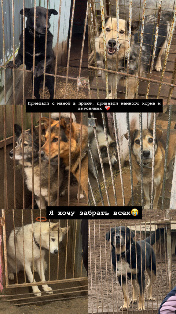 Hayvan barınakları, kulüpleri ve otelleri Право на жизнь, Tutayev, foto