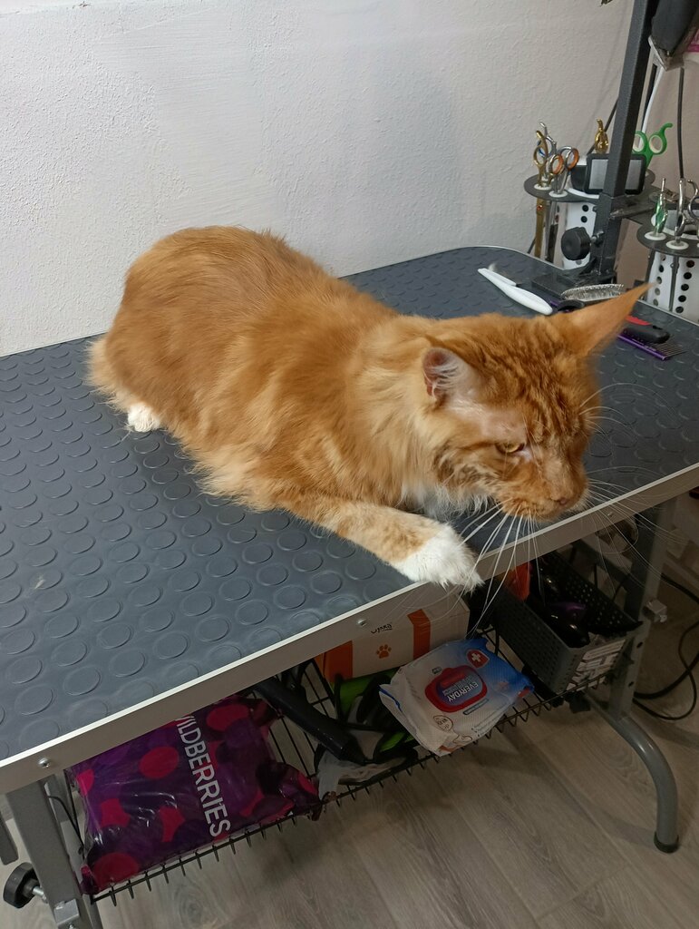 Evcil hayvan kuaförleri GroomPet, Krasnodar, foto