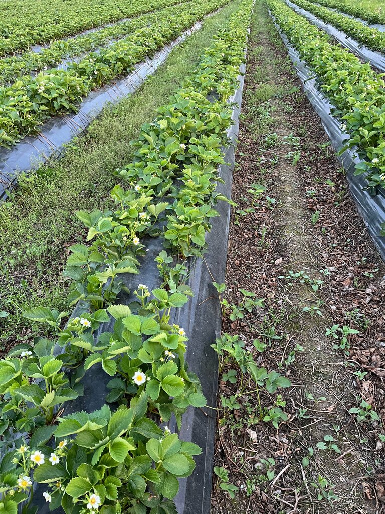 Tarım firmaları Ивановская клубника прямо с грядки, İvanovskaya oblastı, foto