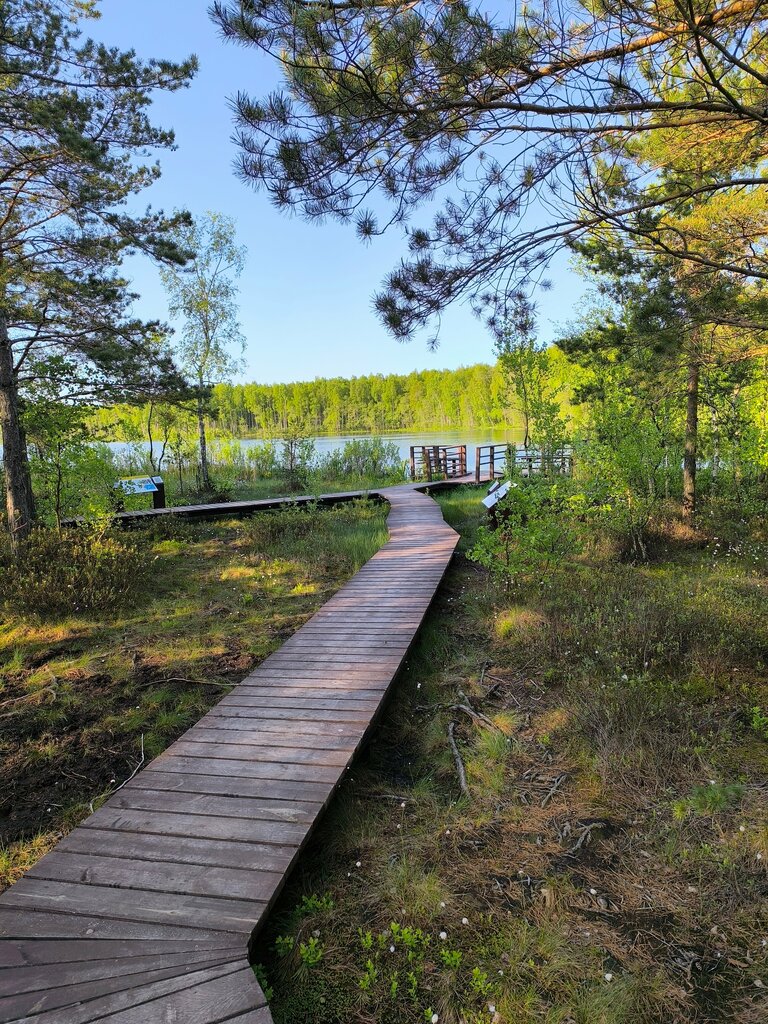 Doğa Пешеходный экологический маршрут Озеро Шимпалатовское, Saint‑Petersburg ve Leningradskaya oblastı, foto