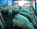 Adak kurban satış merkezi (Sakarya, Hendek, Sarıdede Mah., Horhor Cad., 22/1), kasap, şarküteri  Hendek'ten