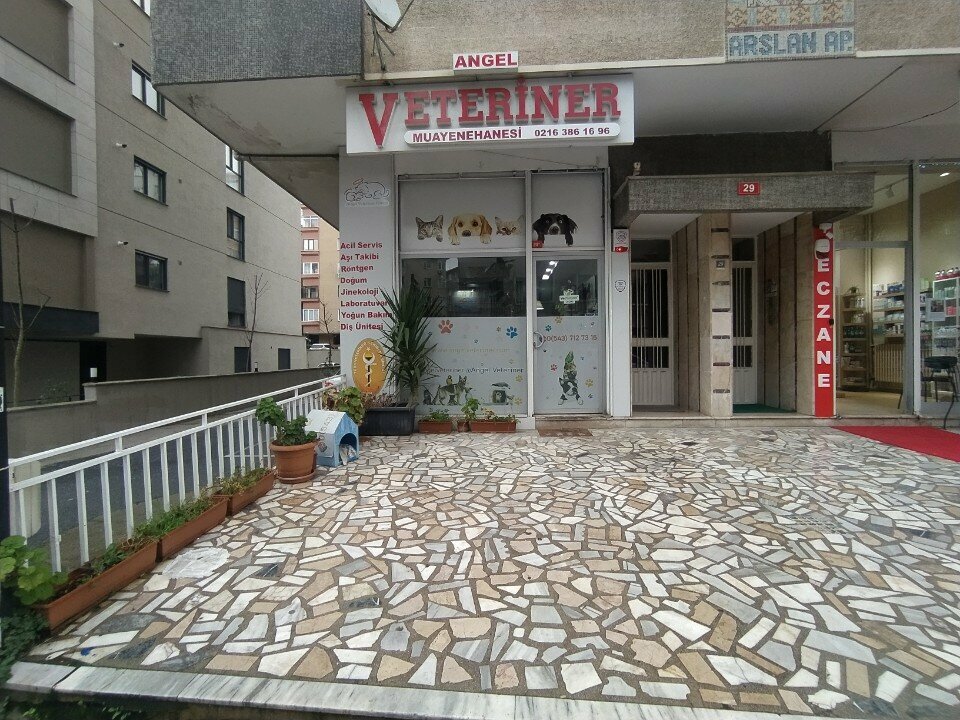 Veteriner klinikleri Angel Veteriner Kliniği, İstanbul, foto