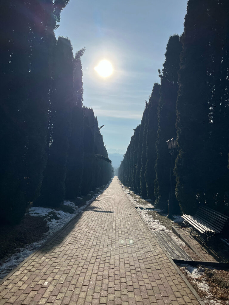 Doğa Аллея туи западной колоновидной, Kislovodsk, foto
