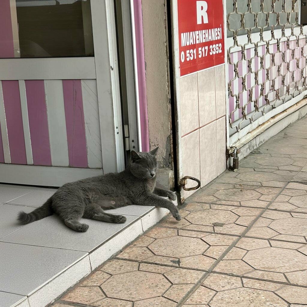 Veteriner klinikleri Peker Veteriner Kliniği, Erzin, foto
