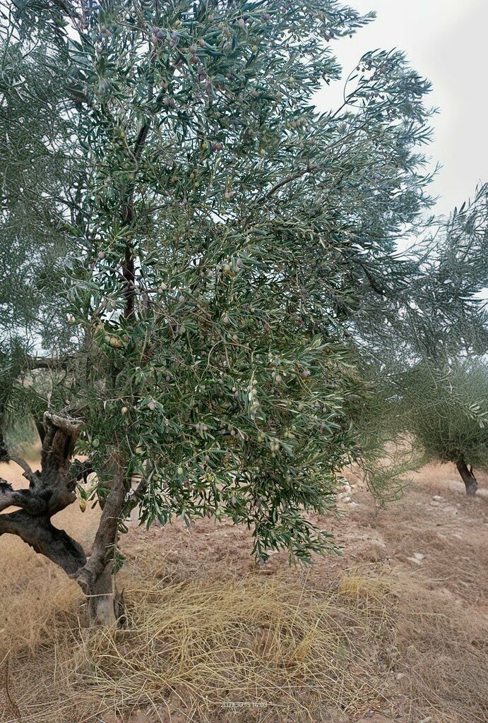Muhtarlıklar Zerdalilik Köy Muhtarlığı, Bayramiç, foto