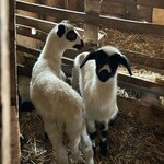 Mepa Çiftliği (Kocaeli, Darıca, Cami Mah., Karani Sok., 27), hayvancılık  Darıca'dan