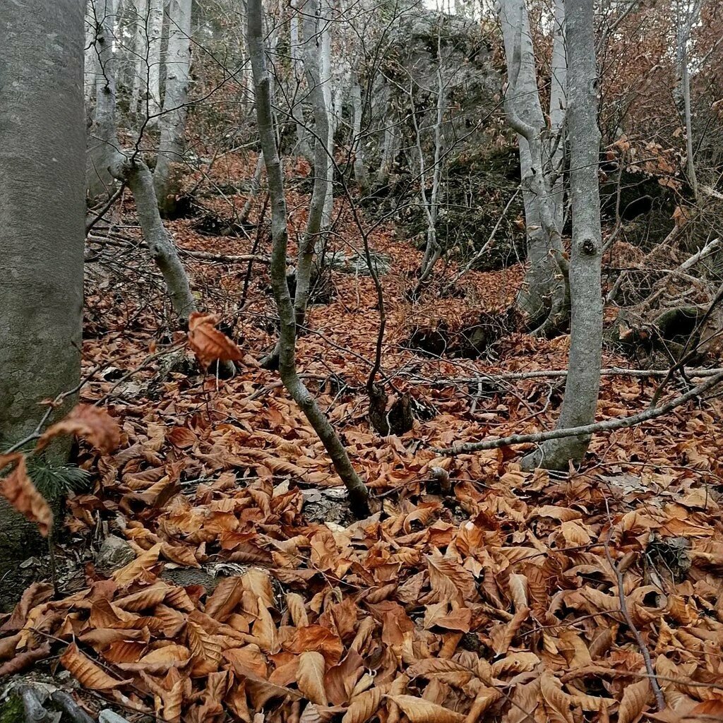 Piknik alanı Keldaz, Osmaniye, foto
