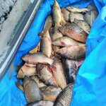 Afia Gida (Adıyaman, Besni, Yeni Besni Mah., Eski Hamam Cad., 6), market  Besni'den