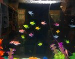 Tarçın Pet Shop (Kırklareli, Lüleburgaz, 8 Kasım Mah., Eski Müsellim Cad., 63/1), petshop  Lüleburgaz'dan