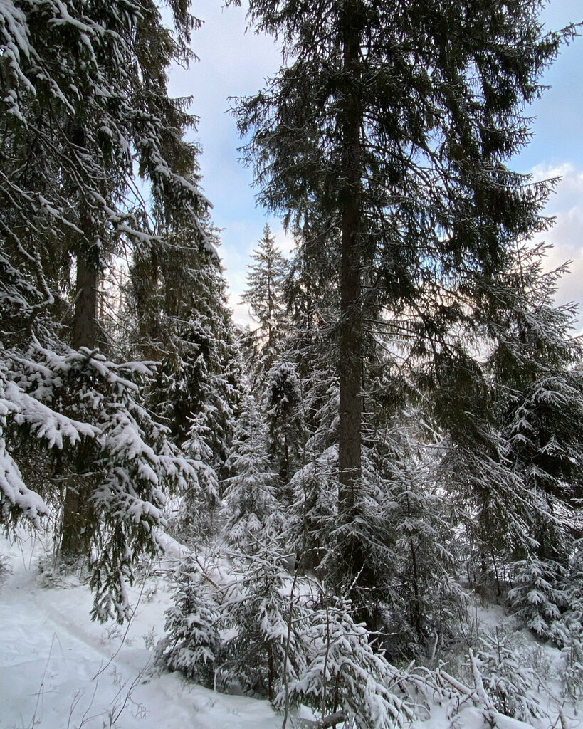 Doğa koruma alanı памятник природы регионального значения Леса острова Городомля, Tverskaya oblastı, foto