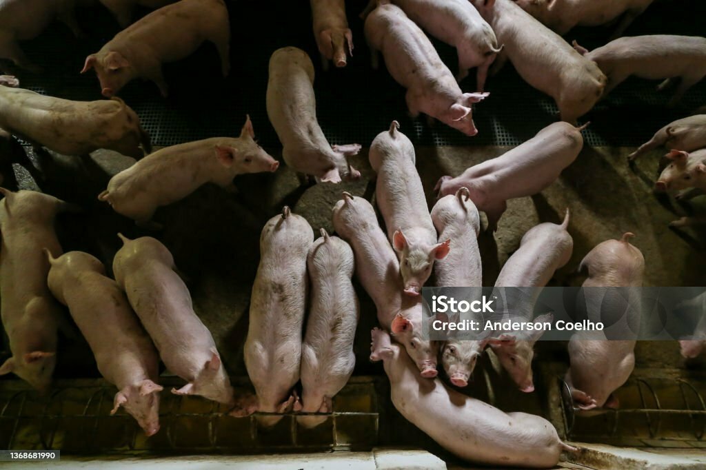 Tarımsal altyapı Свинарник, Mordovya, foto