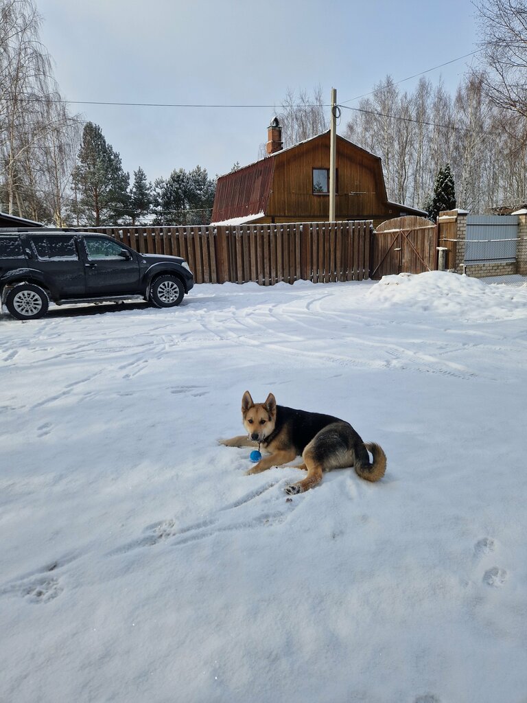 Pet otel Centr peredergki givotnih, Kostroma, foto
