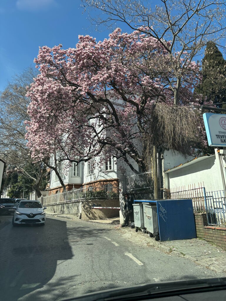 Turistik yerler Manolya Ağacı, İstanbul, foto